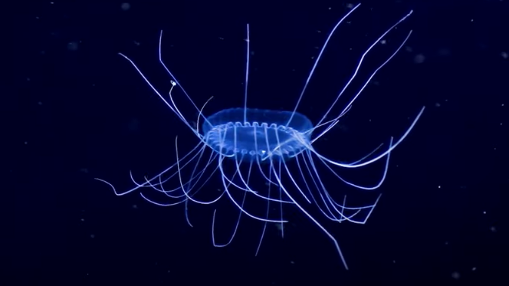 The Ocean Twilight Zone: Earth’s Final Frontier - Twilight Zone