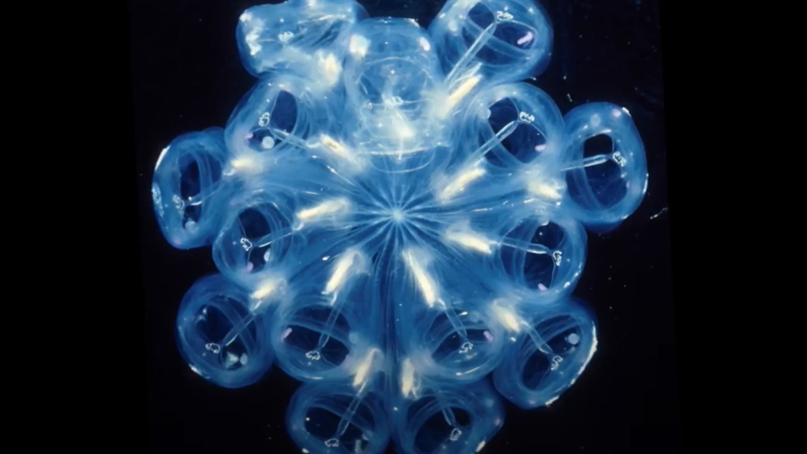 What is the Ocean Twilight Zone? - Twilight Zone